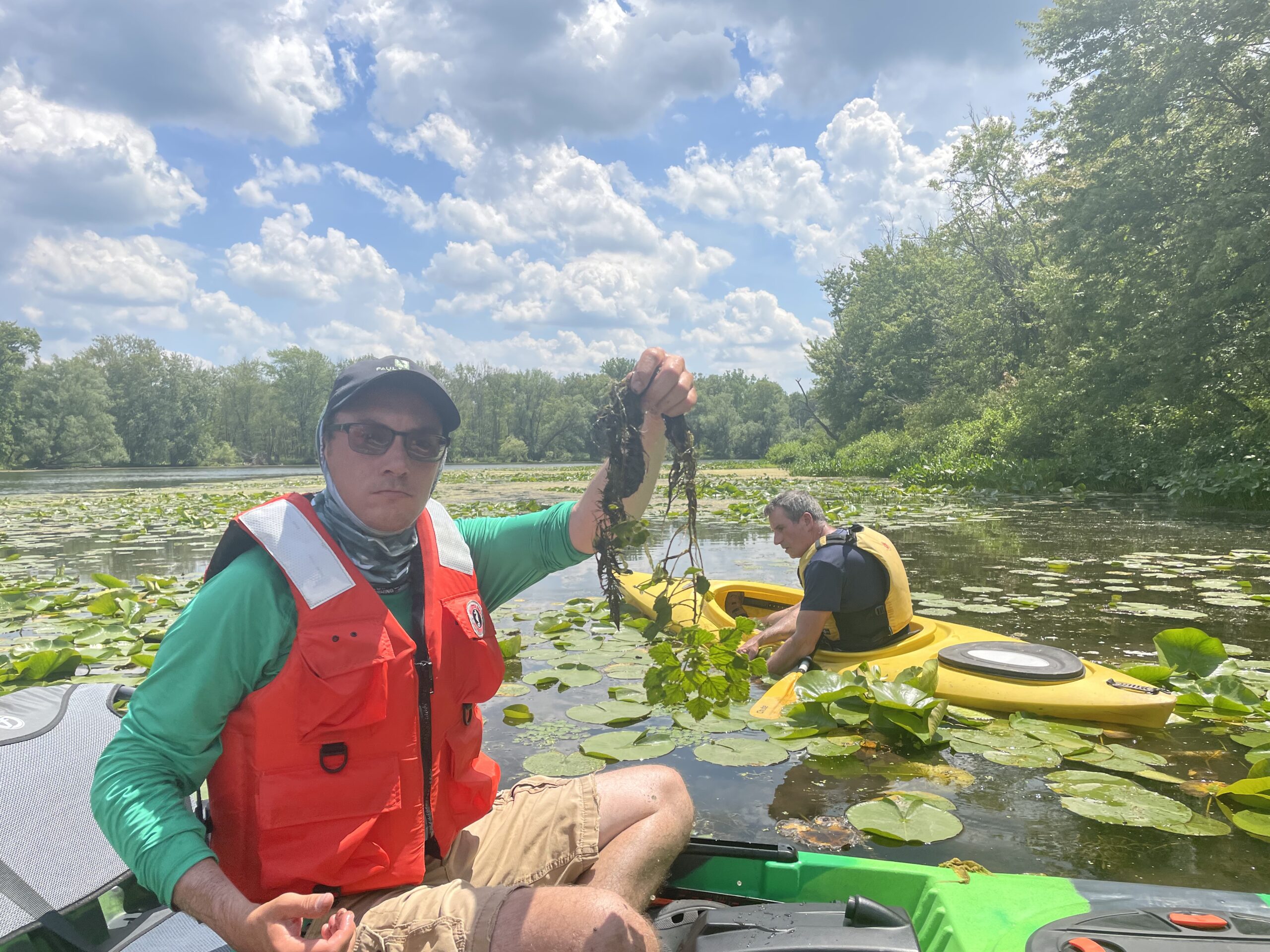 More Water Chestnut Found In Lake, Chadakoin | News, Sports, Jobs ...